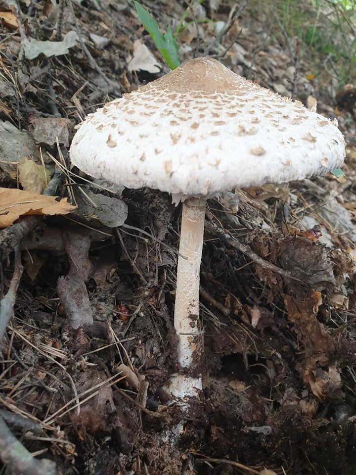 Galleri :: Tjornsvamp